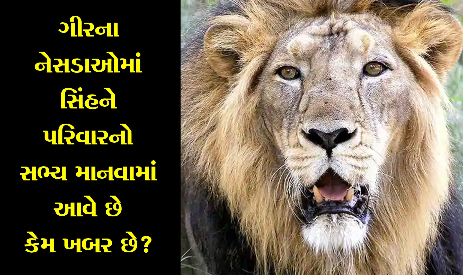 Sadhana Weekly - Gujarati Magazine - સિંહણ દોહી... શિવાજીએ...વન્યજીવનને ...